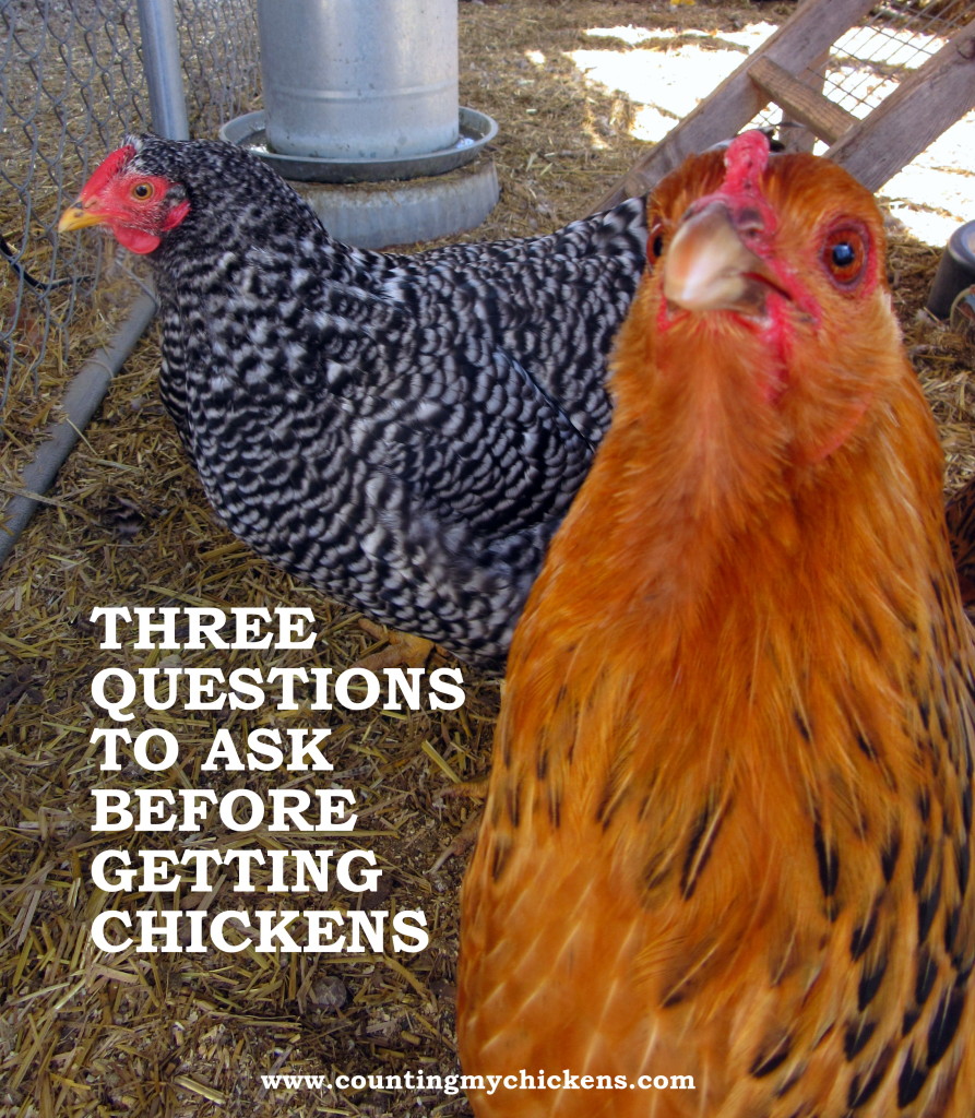Three questions to ask before getting chickensCounting My Chickens Three questions to ask before getting chickensCounting My Chickens