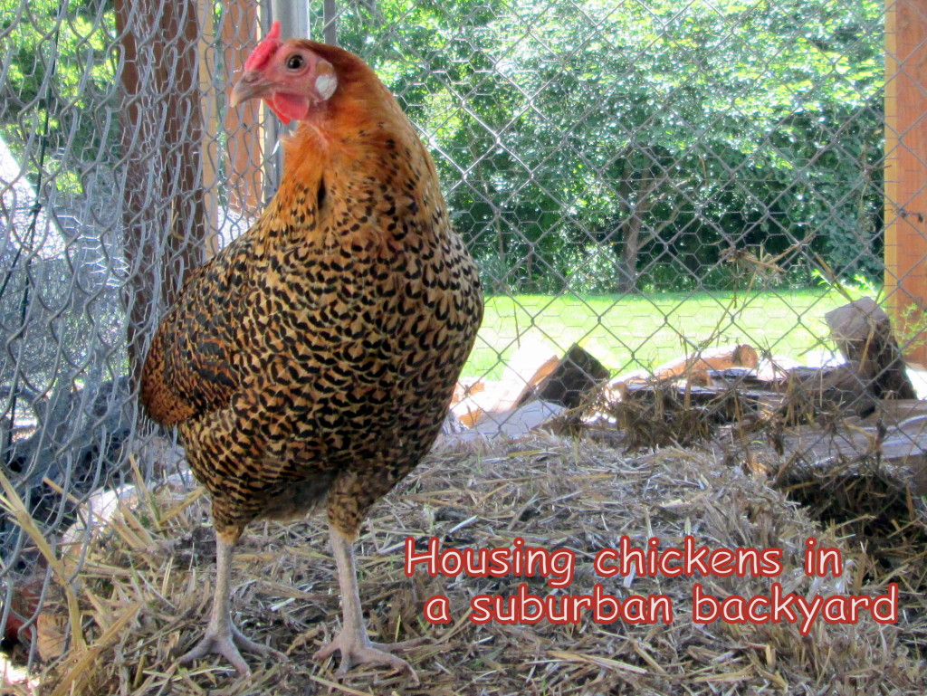 Housing Chickens in a Suburban Backyard - Counting My ChickensCounting ...