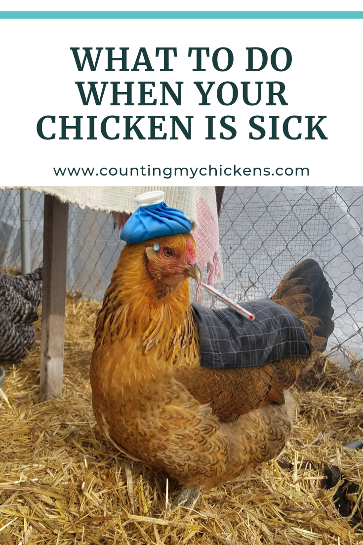 What To Do When Your Chicken Is Sick Counting My Chickenscounting My